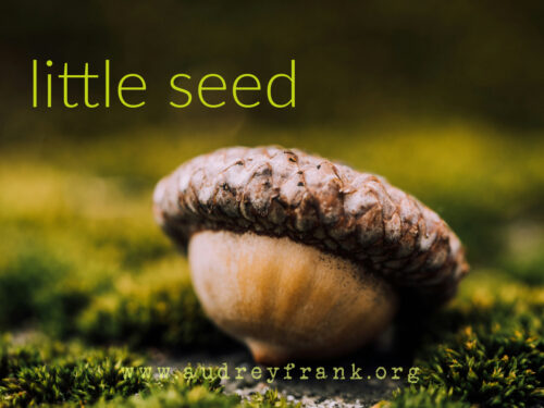 Little Seed – Audrey Frank | Audrey Frank, Instead of shame… honor.